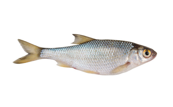 Shad Images – Browse 2,532,514 Stock Photos, Vectors, and Video | Adobe ...