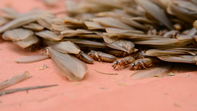 Swarmers Bilder – Durchsuchen 216 Archivfotos, Vektorgrafiken und ...