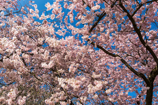 Kische Bilder – Durchsuchen 343 Archivfotos, Vektorgrafiken und Videos ...