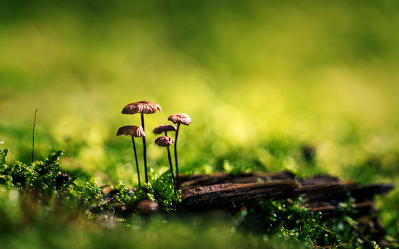 164 BESTE Winzling BILDER, STOCK-FOTOS & -VEKTORGRAFIKEN | Adobe Stock