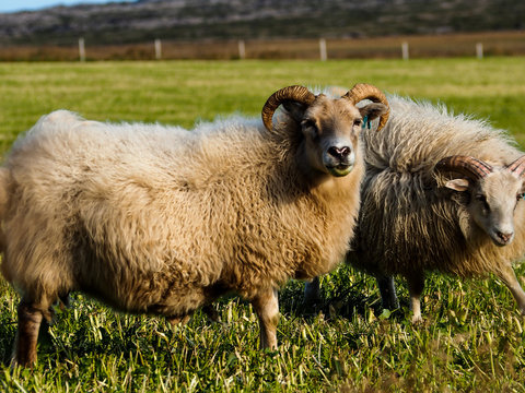 Baran Bilder – Durchsuchen 1,151 Archivfotos, Vektorgrafiken und Videos ...