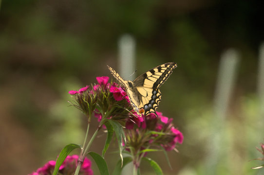 Ocelles Images – Parcourir 7,144 le catalogue de photos, vecteurs et ...
