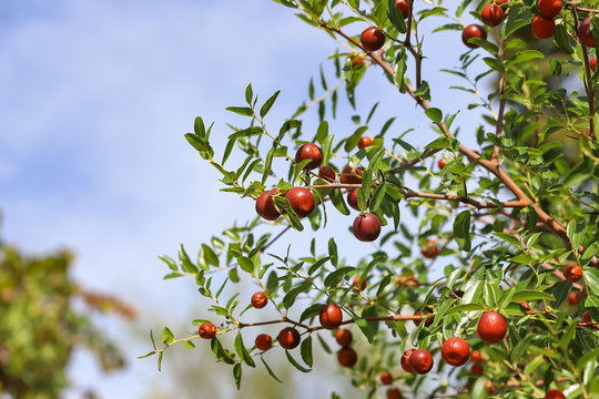 Giuggiole Images – Browse 4 Stock Photos, Vectors, and Video | Adobe Stock