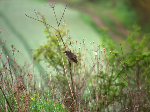 Podlot Images – Browse 83 Stock Photos, Vectors, and Video | Adobe Stock