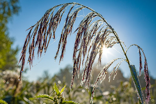 Trzcina Bilder – Durchsuchen 2,278 Archivfotos, Vektorgrafiken und ...