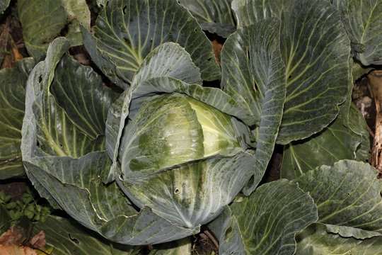 "Cabbage Varieties" Images – Browse 187 Stock Photos, Vectors, and ...