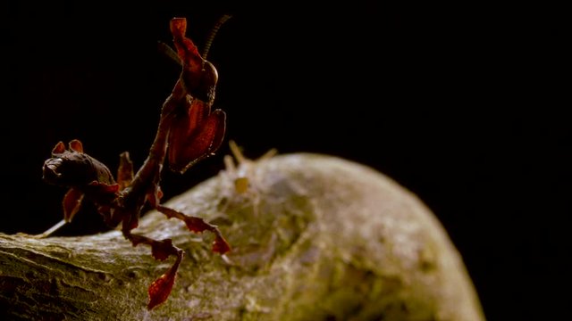 "Ghost Mantis" Images – Browse 246 Stock Photos, Vectors, and Video ...