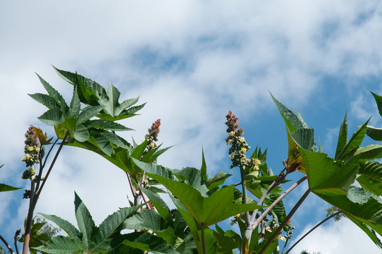 Rizinusstrauch Bilder – Durchsuchen 792 Archivfotos, Vektorgrafiken und ...