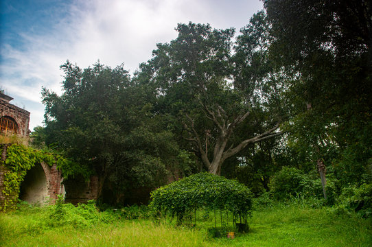 Zacate Images – Browse 57 Stock Photos, Vectors, and Video | Adobe Stock