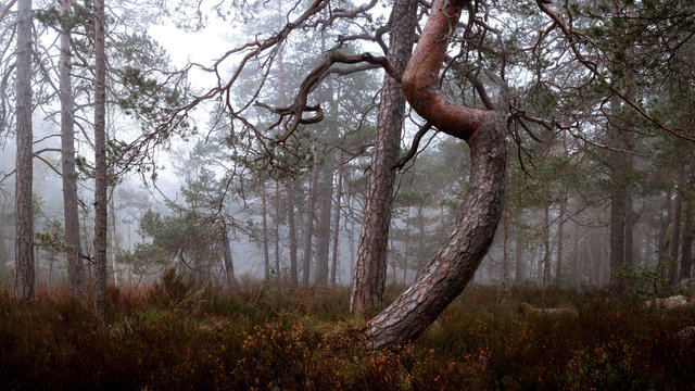 รูปภาพ"Old Forest" – เลือกดูภาพถ่ายสต็อก เวกเตอร์ และวิดีโอ2,461 ...