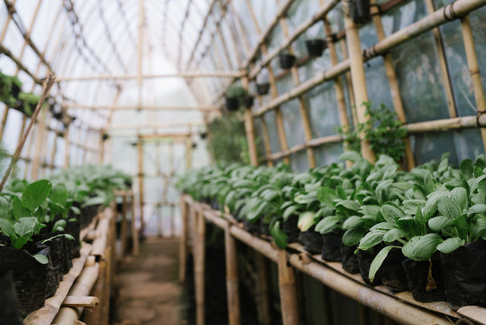 Greenery Images – Browse 1,030,814 Stock Photos, Vectors, and Video ...