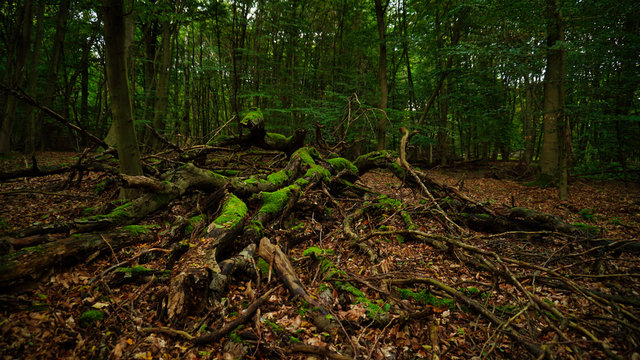 Geast Images – Browse 6 Stock Photos, Vectors, and Video | Adobe Stock