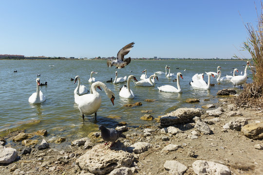 Lyska Images – Browse 58 Stock Photos, Vectors, and Video | Adobe Stock