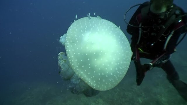 Nettle-Fish Images – Parcourir 1,008 le catalogue de photos, vecteurs ...