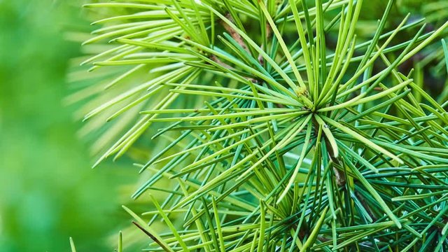 รูปภาพSciadopityaceae – เลือกดูภาพถ่ายสต็อก เวกเตอร์ และวิดีโอ44 ...