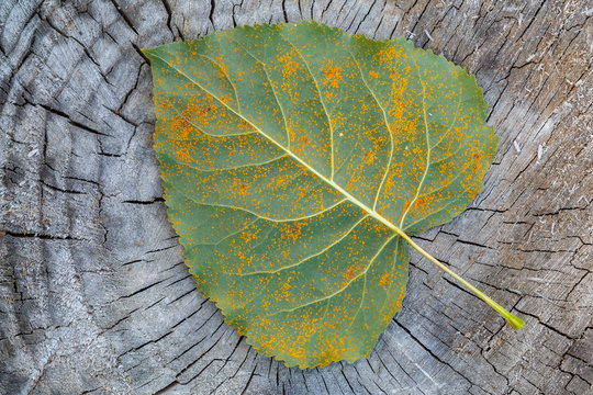 รูปภาพNervaduras – เลือกดูภาพถ่ายสต็อก เวกเตอร์ และวิดีโอ133 | Adobe Stock