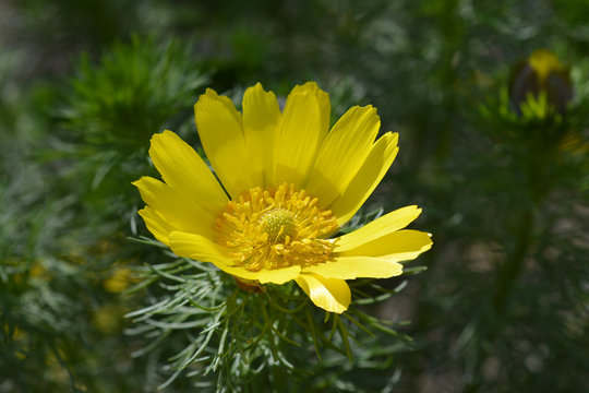 "Adonis Vernalis" Images – Browse 1,416 Stock Photos, Vectors, and ...