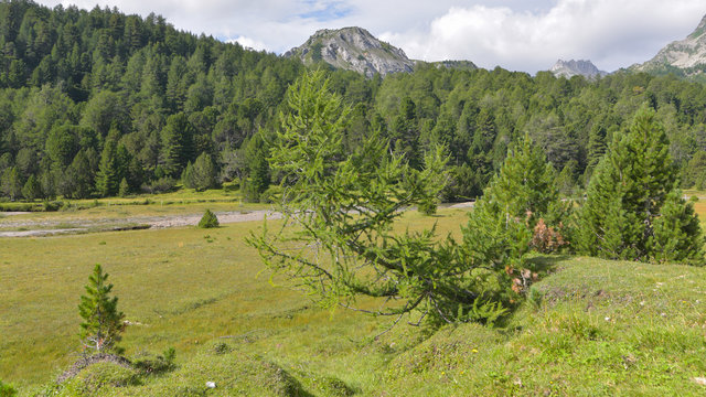 Cembro Images – Browse 34 Stock Photos, Vectors, and Video | Adobe Stock