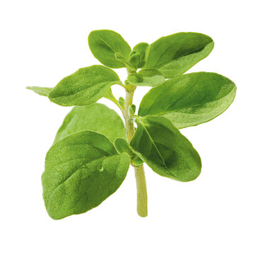 Majoran Imagens – Procure 3,346 fotos, vetores e vídeos | Adobe Stock