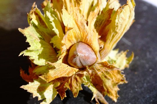 Haselnussblatt Bilder – Durchsuchen 1,305 Archivfotos, Vektorgrafiken ...