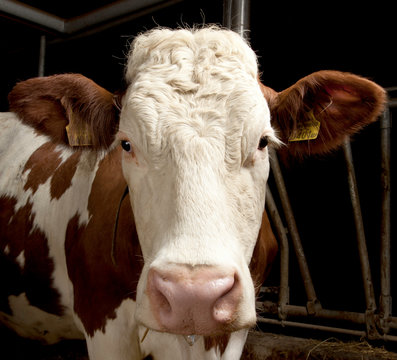 รูปภาพSimmental – เลือกดูภาพถ่ายสต็อก เวกเตอร์ และวิดีโอ6,677 | Adobe Stock