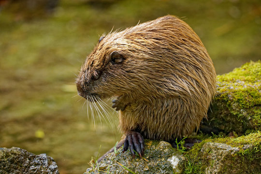 Pelztier bilder – Bläddra bland 901 stockfoton, vektorer och videor ...