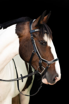 Schecke Bilder – Durchsuchen 5,630 Archivfotos, Vektorgrafiken und ...