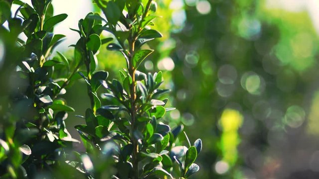 Boxwood Texture Images – Browse 3,612 Stock Photos, Vectors, and Video ...