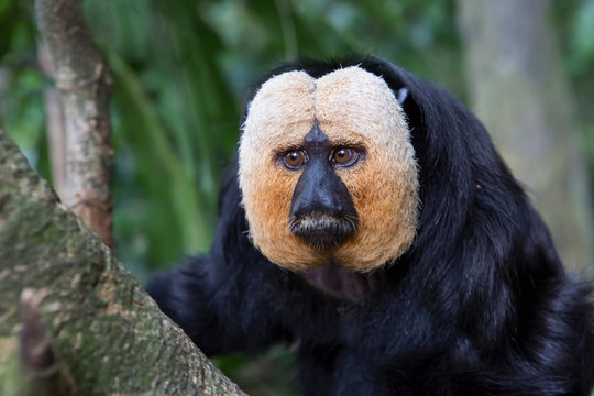 Broad-Nosed Images – Browse 384 Stock Photos, Vectors, and Video ...