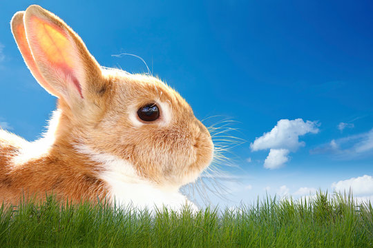 「Rammler」の画像 - 534 件の Stock 写真、ベクターおよびビデオ | Adobe Stock