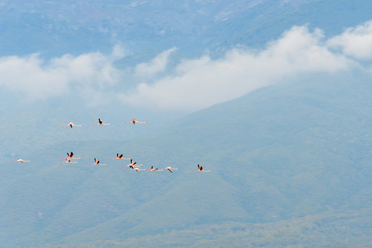 Flamboyance Images – Browse 2,349 Stock Photos, Vectors, and Video ...