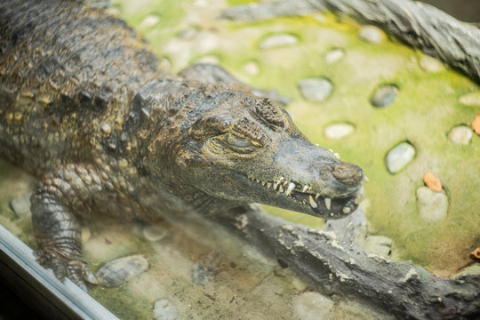 Kajman Images – Browse 45 Stock Photos, Vectors, and Video | Adobe Stock