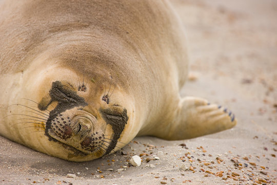 รูปภาพLeonina – เลือกดูภาพถ่ายสต็อก เวกเตอร์ และวิดีโอ2,366 | Adobe Stock