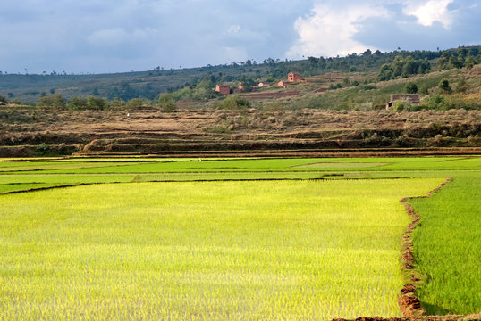 "Culture Du Riz" Images – Browse 98 Stock Photos, Vectors, and Video ...