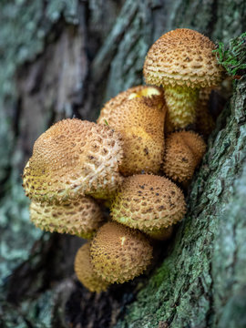 Gasteromycetes Images – Browse 400 Stock Photos, Vectors, and Video ...