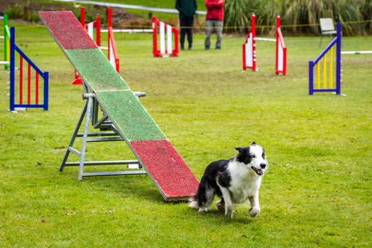 รูปภาพ"Dog Agility" – เลือกดูภาพถ่ายสต็อก เวกเตอร์ และวิดีโอ8,285 ...