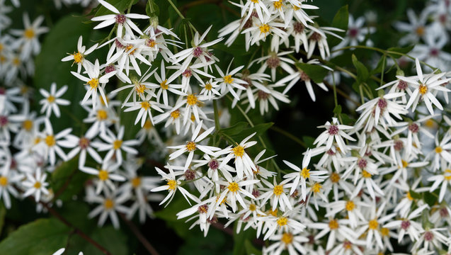 Olearia Images – Browse 516 Stock Photos, Vectors, and Video | Adobe Stock