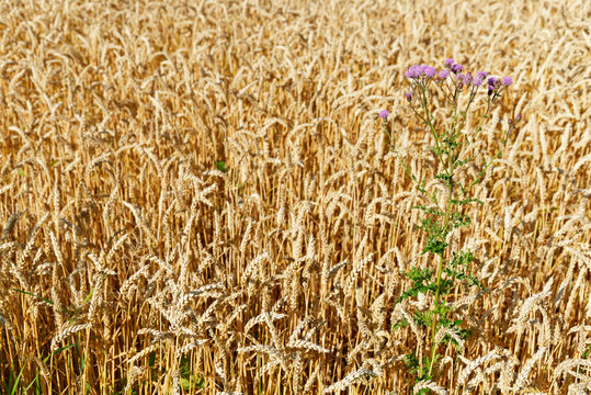 รูปภาพAcker-Kratzdistel – เลือกดูภาพถ่ายสต็อก เวกเตอร์ และวิดีโอ324 ...