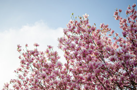 Lilla Bilder – Durchsuchen 5,489 Archivfotos, Vektorgrafiken und Videos ...