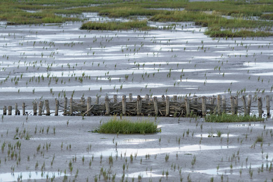 Marschland bilder – Bläddra bland 678 stockfoton, vektorer och videor ...
