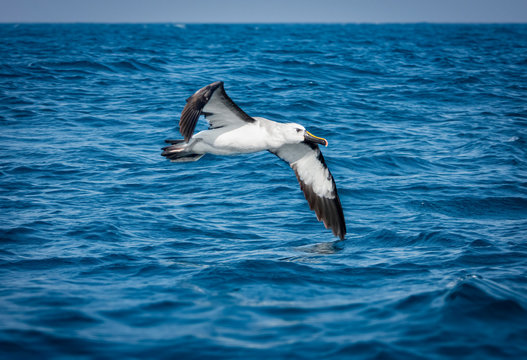Albatroz Images – Browse 29 Stock Photos, Vectors, and Video | Adobe Stock