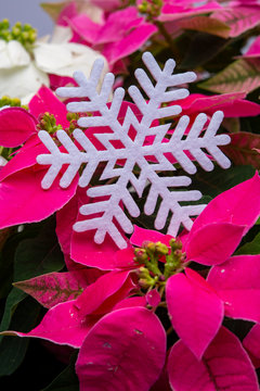 Slowflake Images – Browse 18 Stock Photos, Vectors, and Video | Adobe Stock