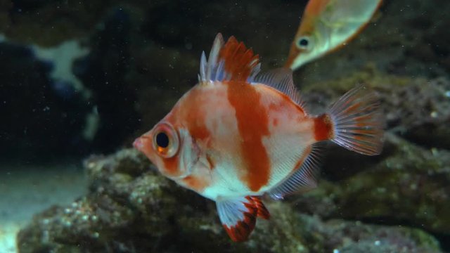 Boarfish bilder – Bläddra bland 92 stockfoton, vektorer och videor ...