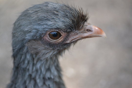 「Charata」の写真素材 | 20件の無料イラスト画像 | Adobe Stock