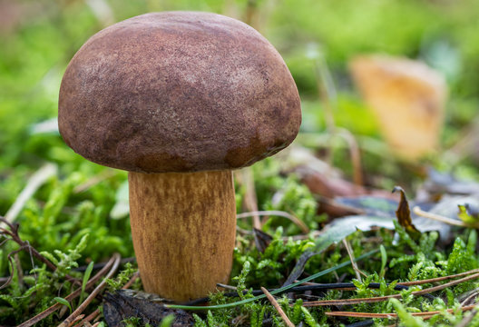 「Braunkappe」の写真素材 | 626件の無料イラスト画像 | Adobe Stock