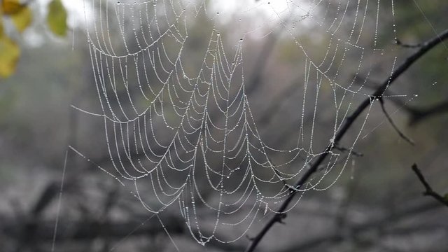 "Spider Web Dew" Images – Browse 126 Stock Photos, Vectors, and Video ...