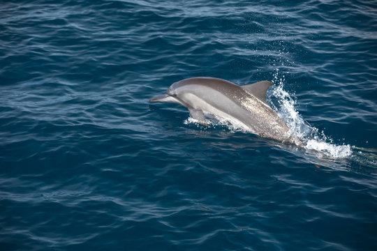 รูปภาพBottlenose – เลือกดูภาพถ่ายสต็อก เวกเตอร์ และวิดีโอ13,675 | Adobe ...