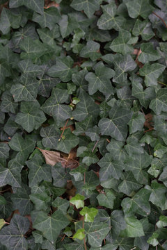 Efeuranken Images – Parcourir 295 le catalogue de photos, vecteurs et ...