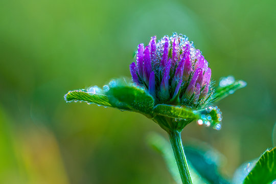 「Jetel」の写真素材 | 23件の無料イラスト画像 | Adobe Stock