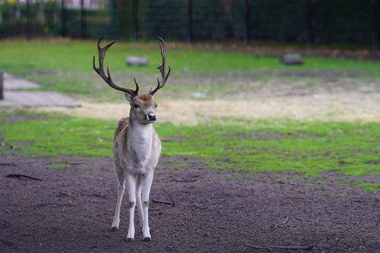 รูปภาพBamby – เลือกดูภาพถ่ายสต็อก เวกเตอร์ และวิดีโอ269 | Adobe Stock
